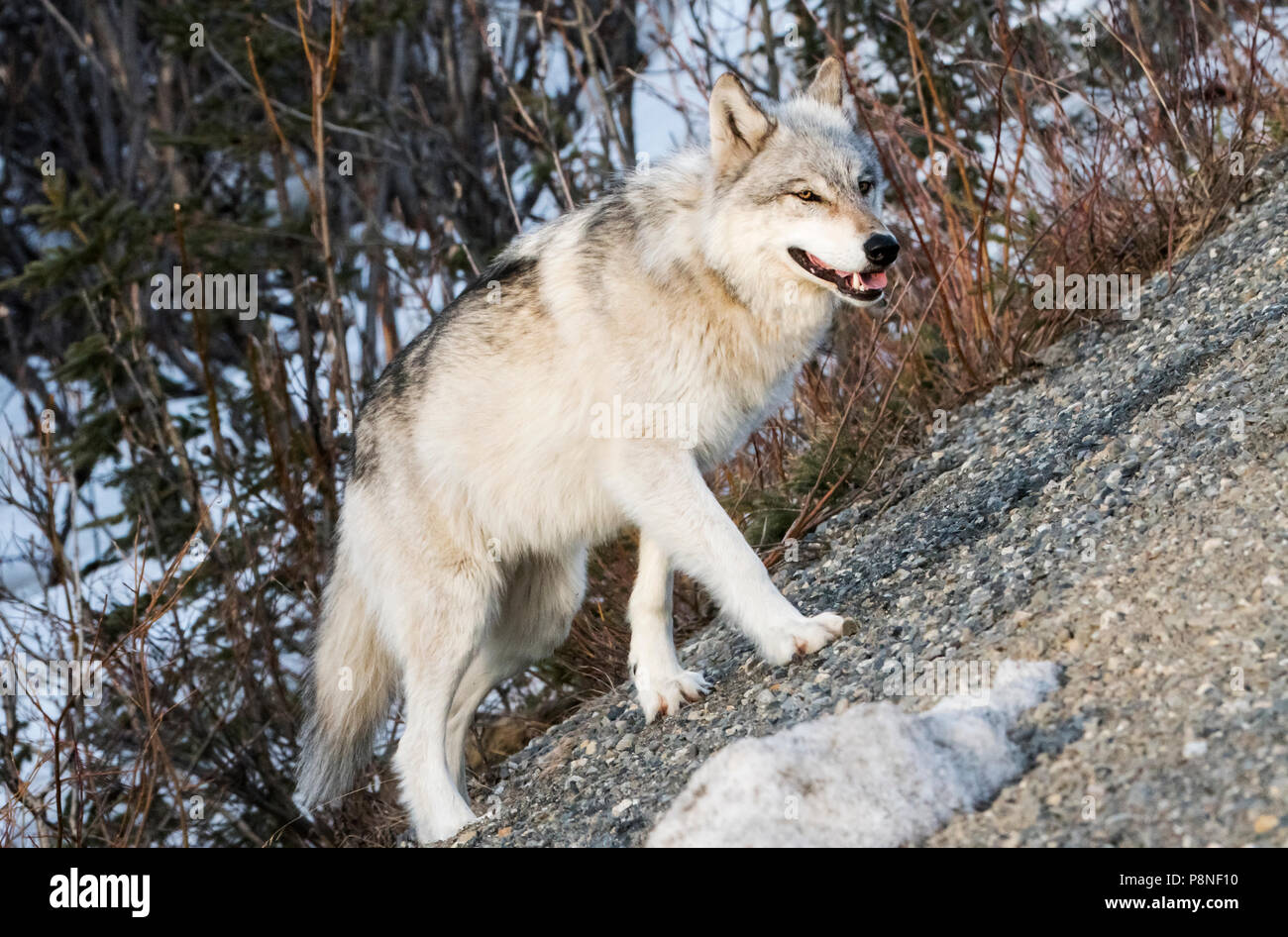 Wolf range hi-res stock photography and images - Alamy