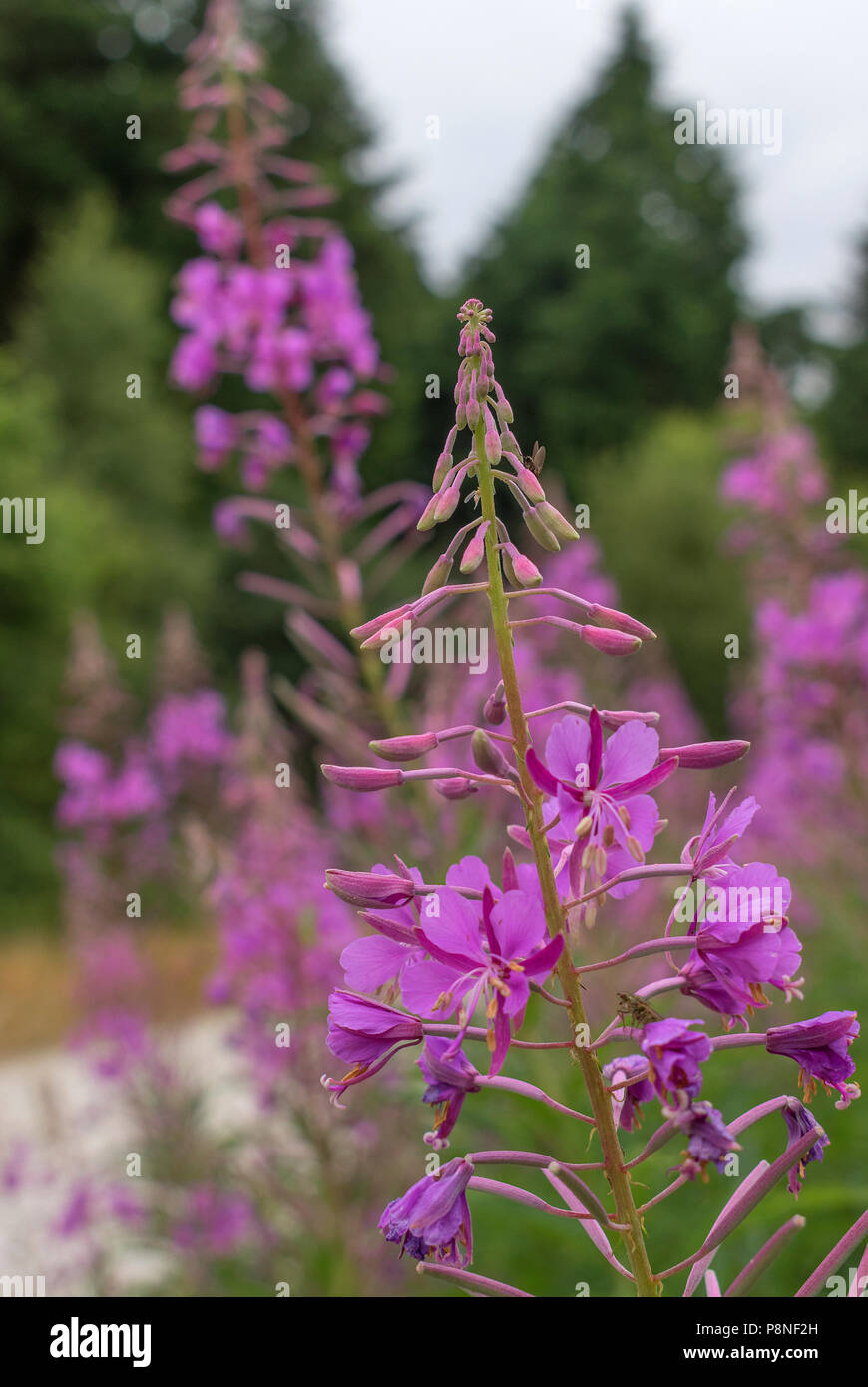 rosebay willow herb, chamerion angustifolium, epilobium angustifolium, fireweed Stock Photo - Alamy