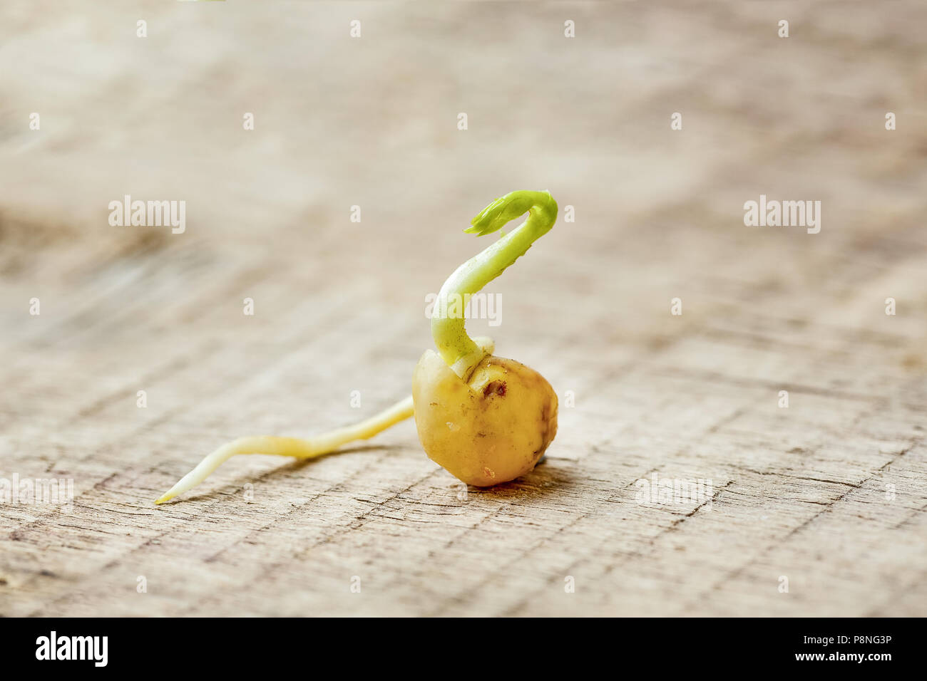 Mung bean sprout farm hi-res stock photography and images - Alamy