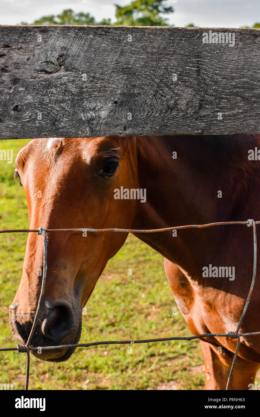 Farm animals in pennsylvania hi-res stock photography and images - Alamy