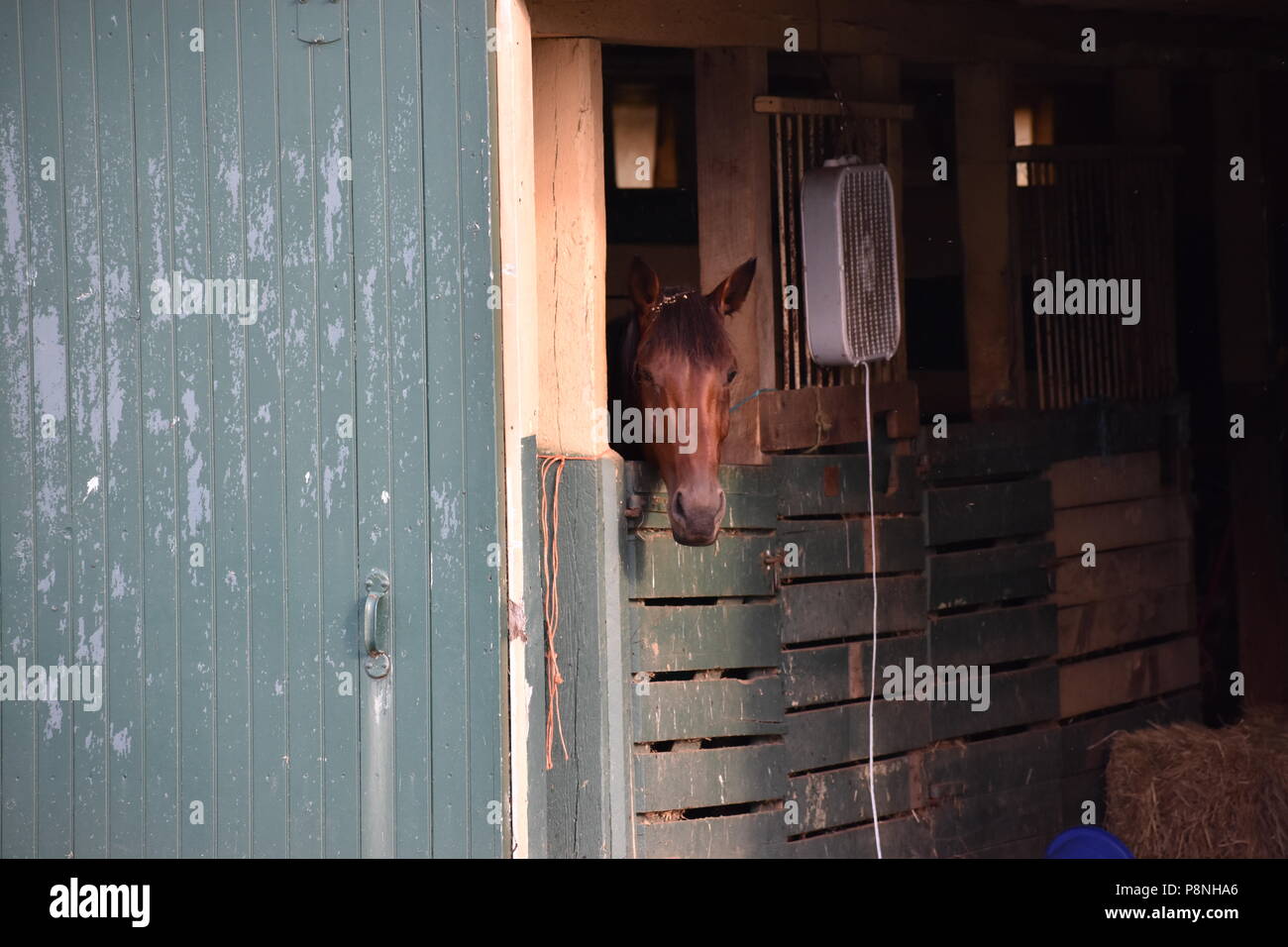 Pennsylvania farm animals hi-res stock photography and images - Alamy