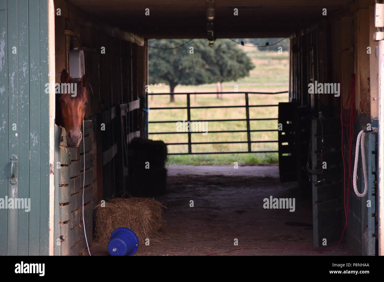 Pennsylvania farm animals hi-res stock photography and images - Alamy
