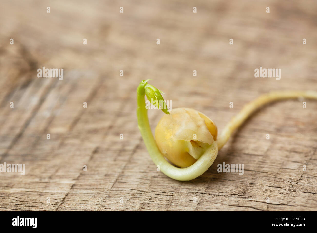 Sprouted mung beans. Sprout, root, stem, leaf. New life. Macro Stock ...