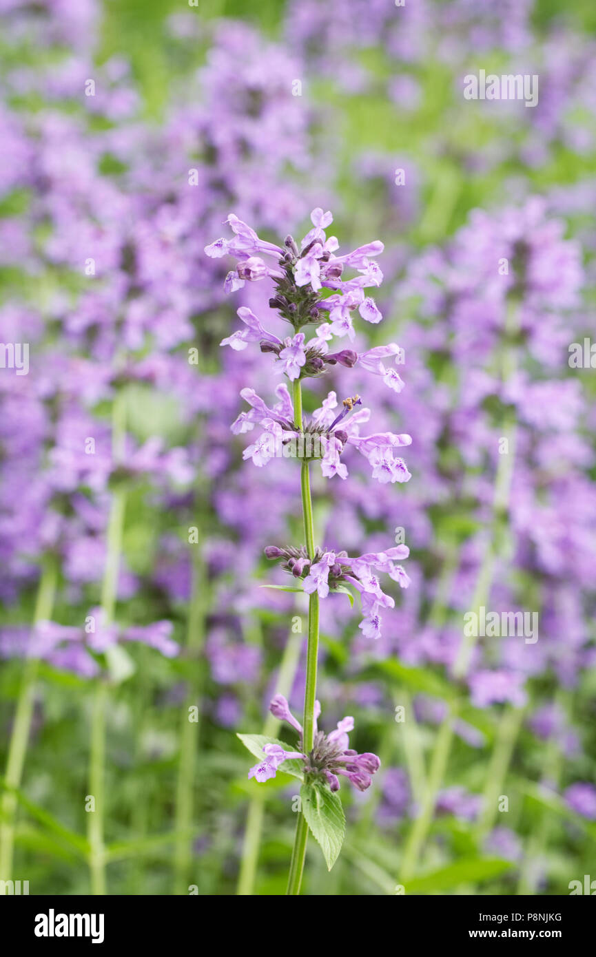 Nepeta hi-res stock photography and images - Alamy