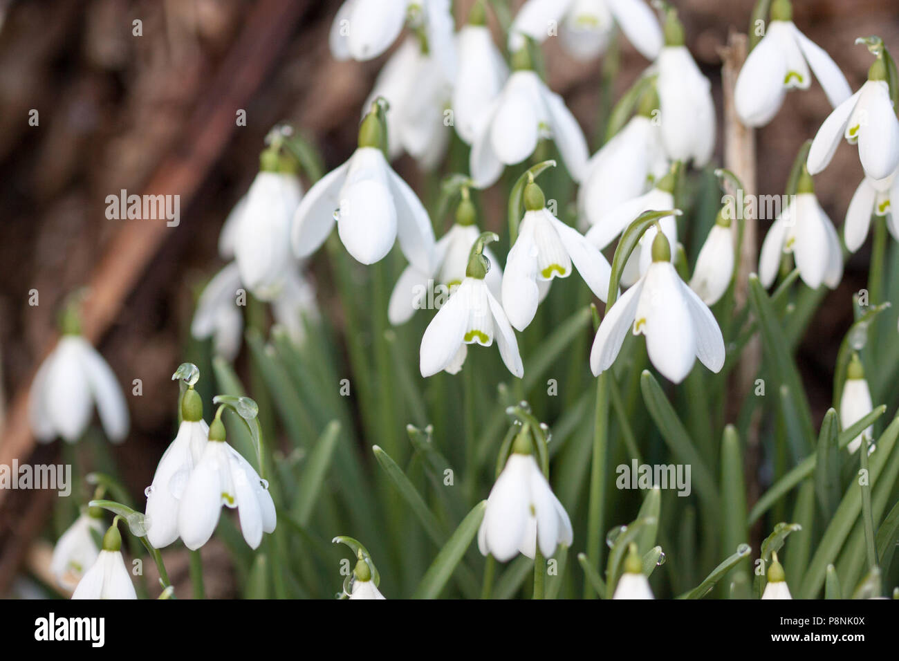 Bunch of white snowdrop (Galanthus sp.) flowers in the snow Stock Photo ...