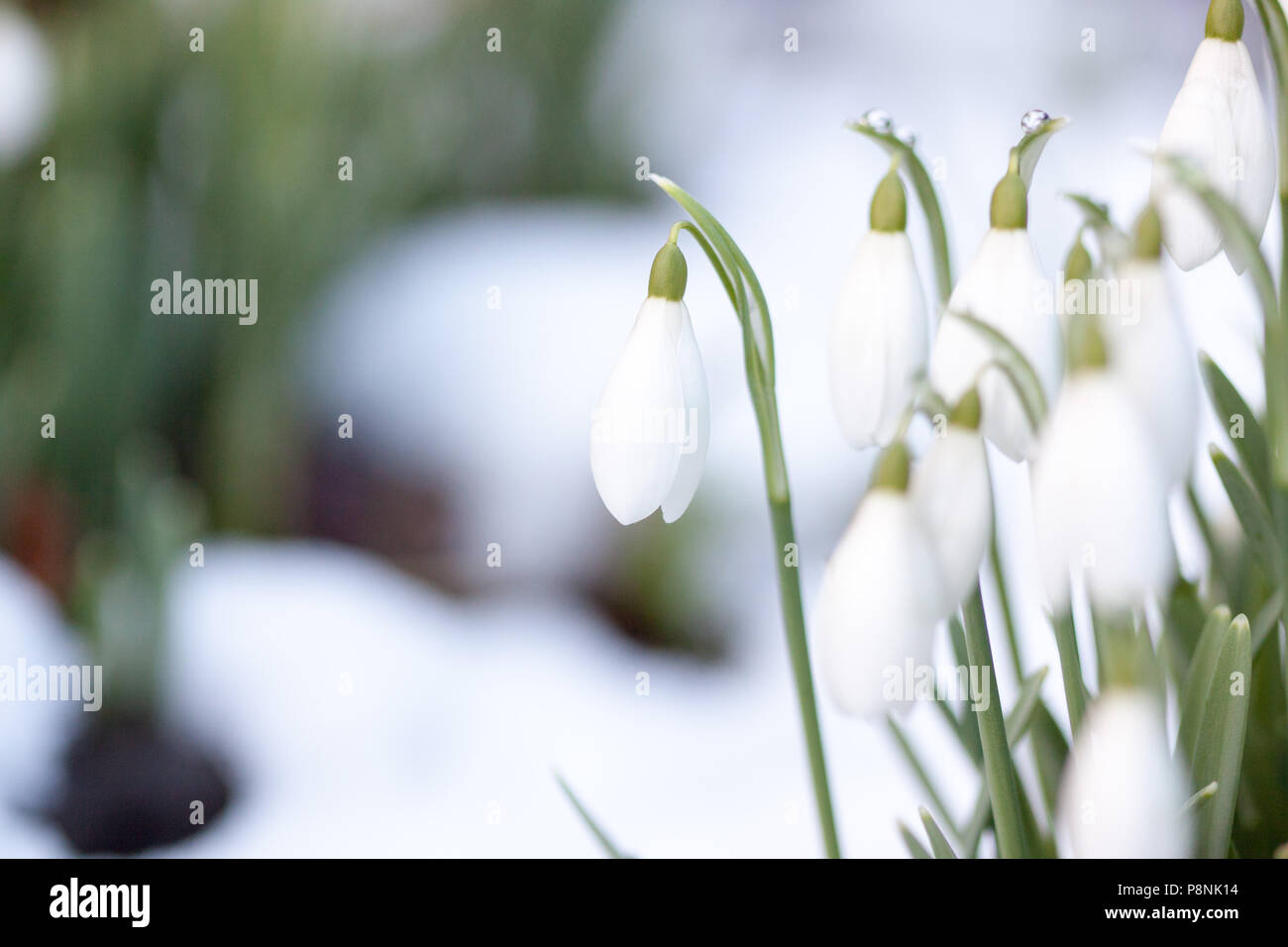 Galanthus sp hi-res stock photography and images - Alamy