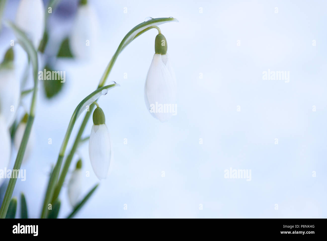 White snowdrop (Galanthus sp.) flowers in the snow Stock Photo - Alamy