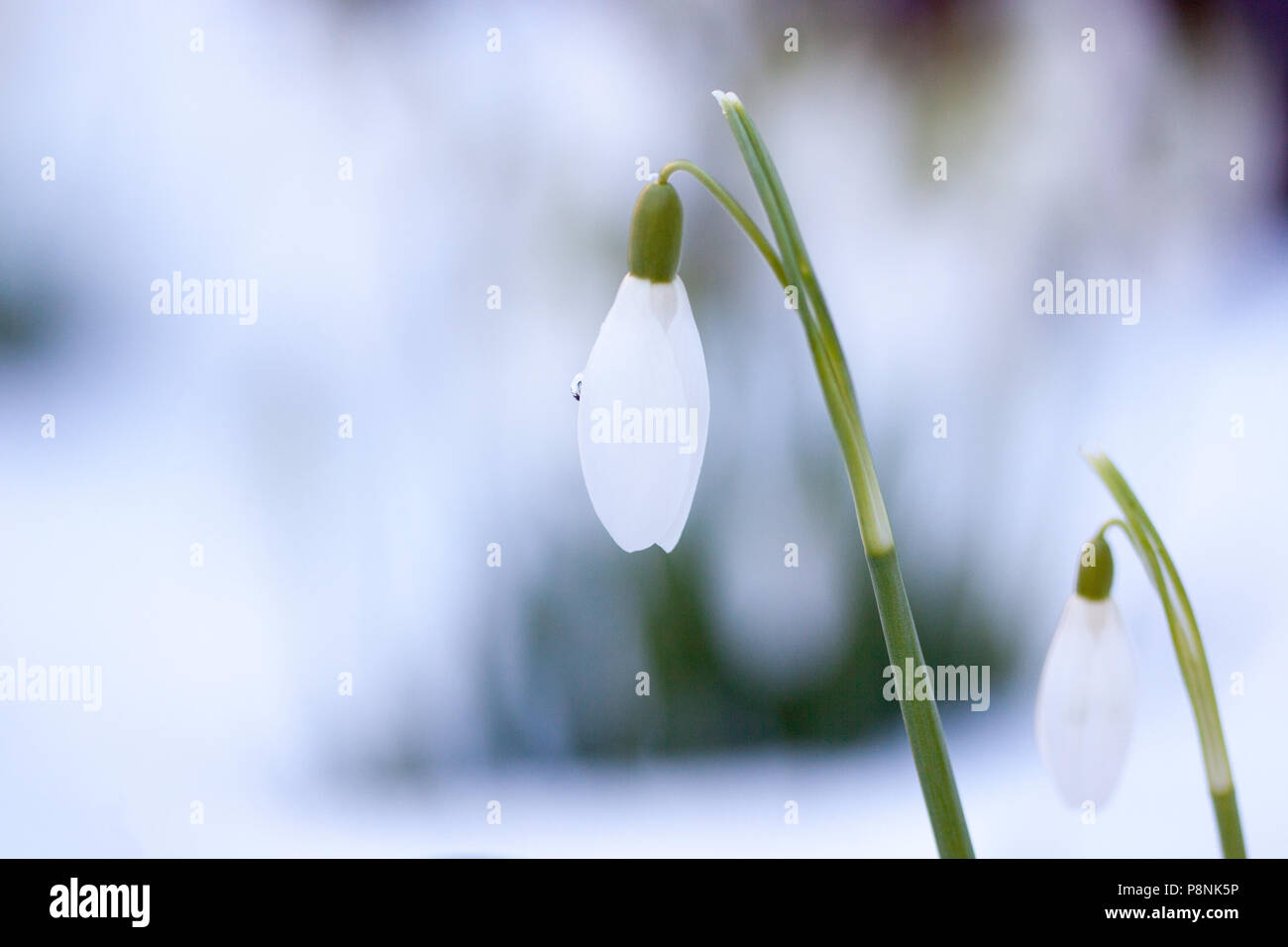 White snowdrop (Galanthus sp.) in the snow Stock Photo - Alamy
