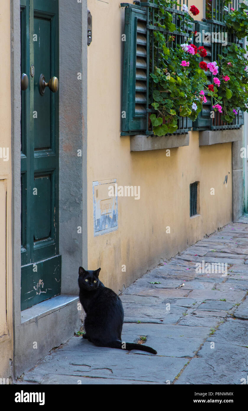 A black cat begs to be let in on an Italian street Stock Photo - Alamy