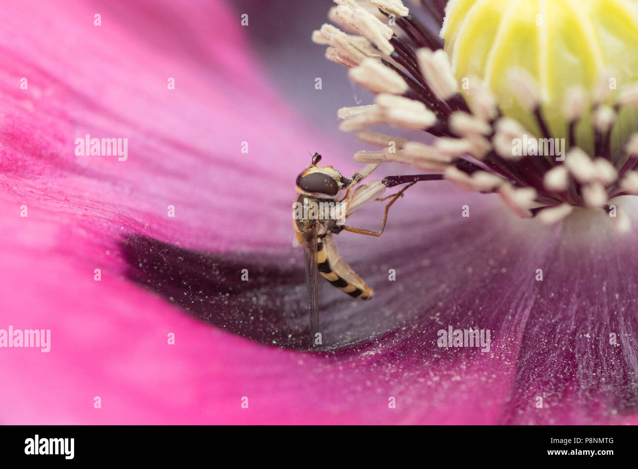 Pollination pollinator hi-res stock photography and images - Alamy