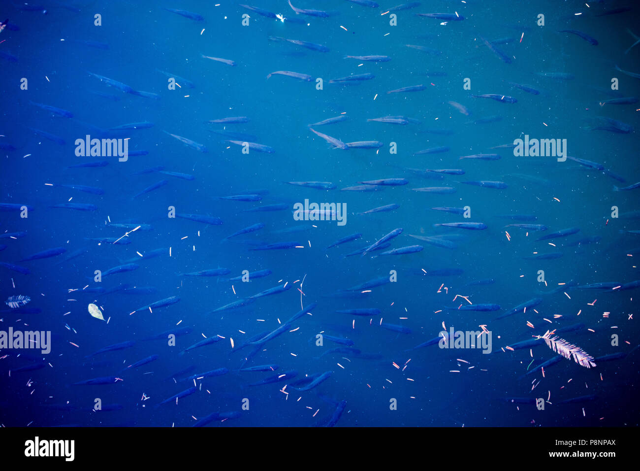 Beautiful little fish swims in the waters of a pond Stock Photo - Alamy