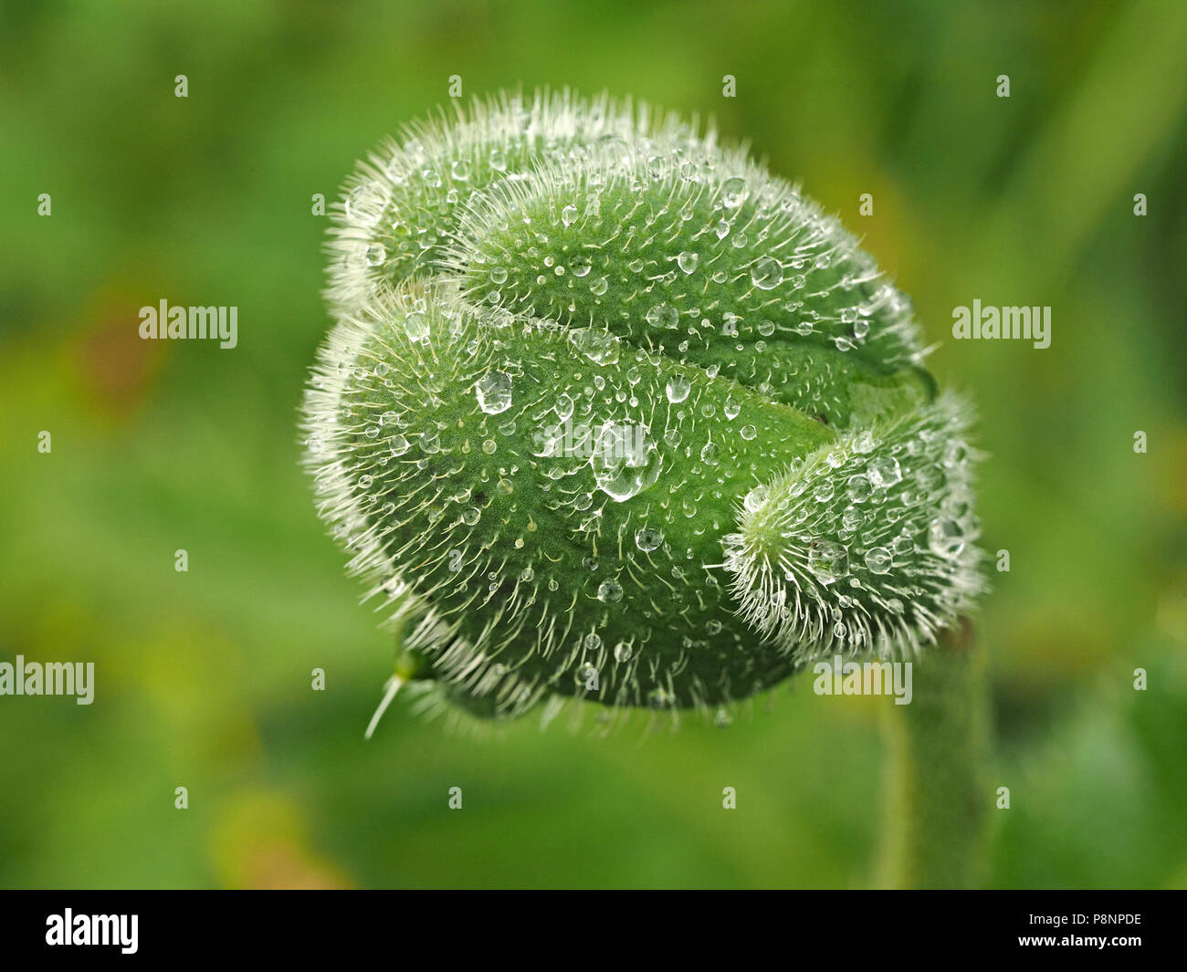 Water droplets after rain on hairy flower bud of ornamental poppy in ...