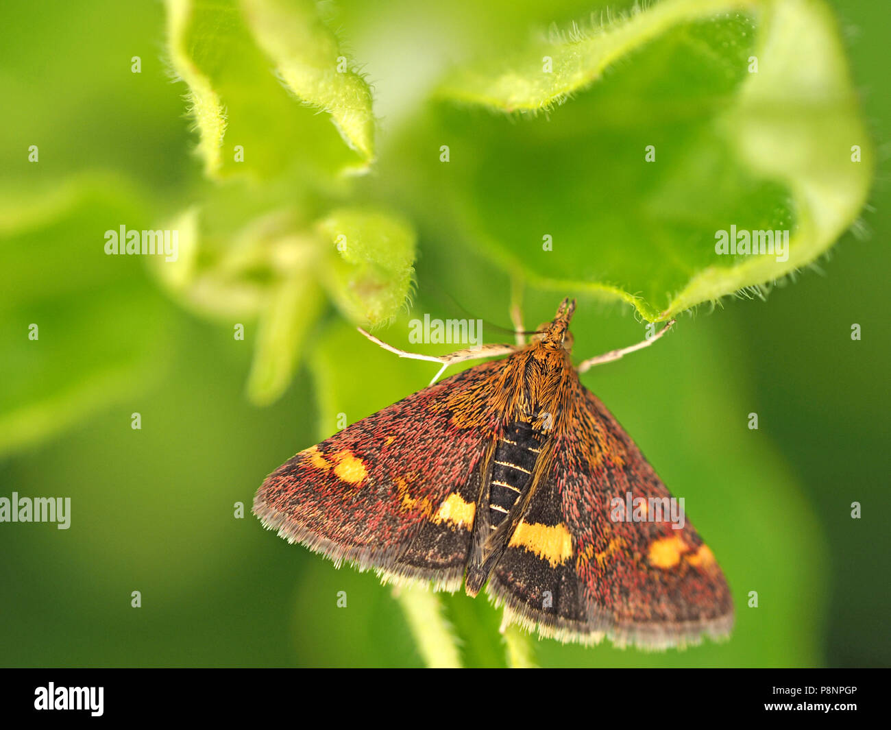 tiny micro-moth Pyrausta Aurata with gold and purple patterned scales ...