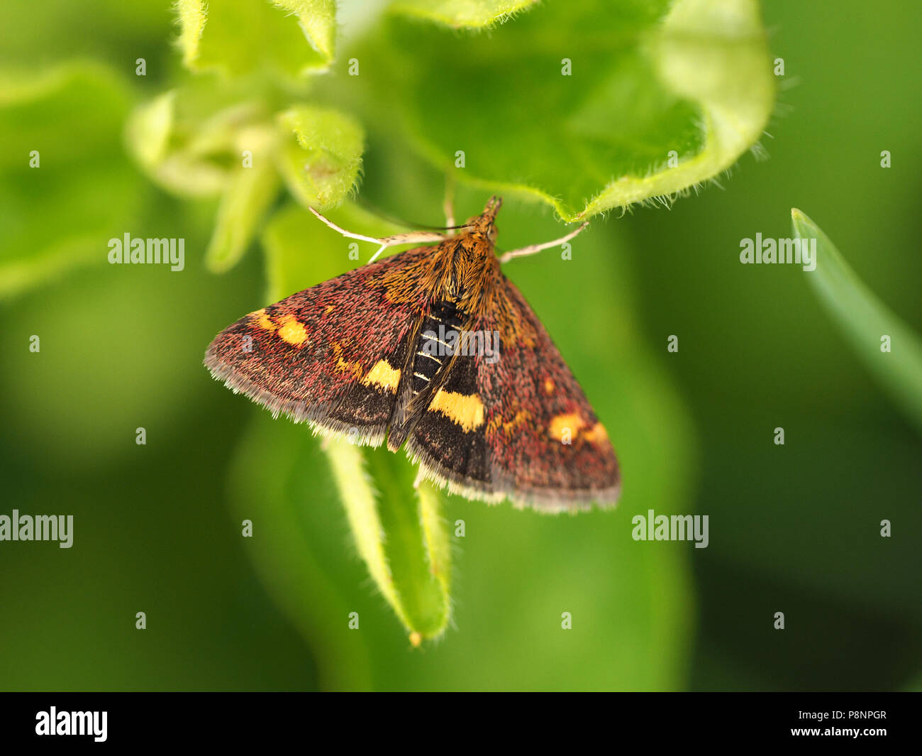 tiny micro-moth Pyrausta Aurata with gold and purple patterned scales ...