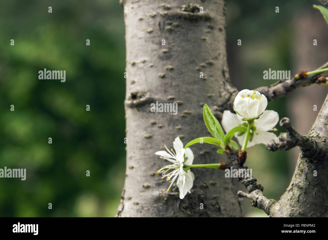 Small white flowers on the tree Stock Photo - Alamy
