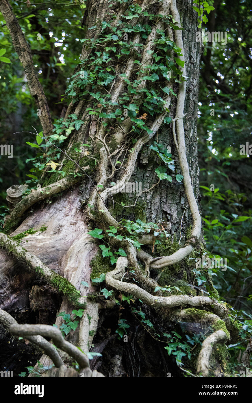 Green Vines Tangled Around Outcropping