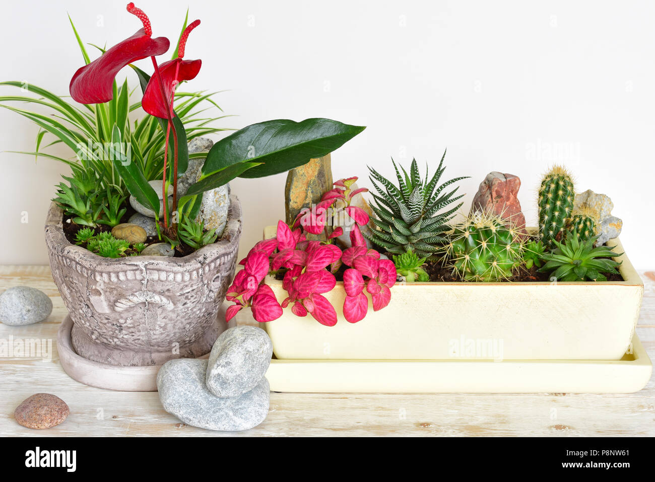 Potted plants. room flowers in pot Stock Photo - Alamy