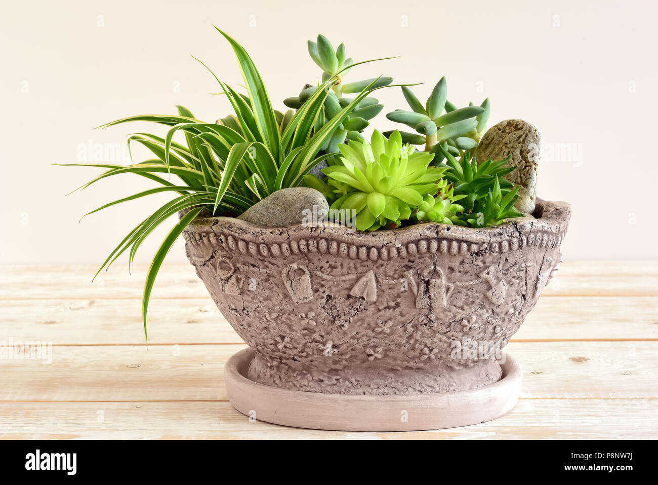 Potted plants. room flowers in a pot Stock Photo - Alamy
