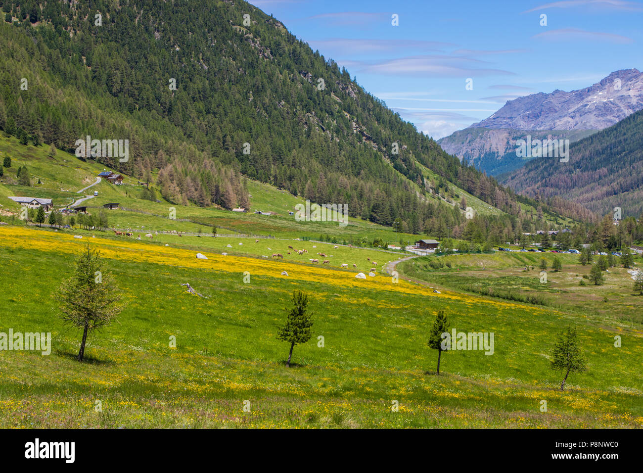 Wild flowers grow in the alpine valleys in the Italian Alps Stock Photo ...