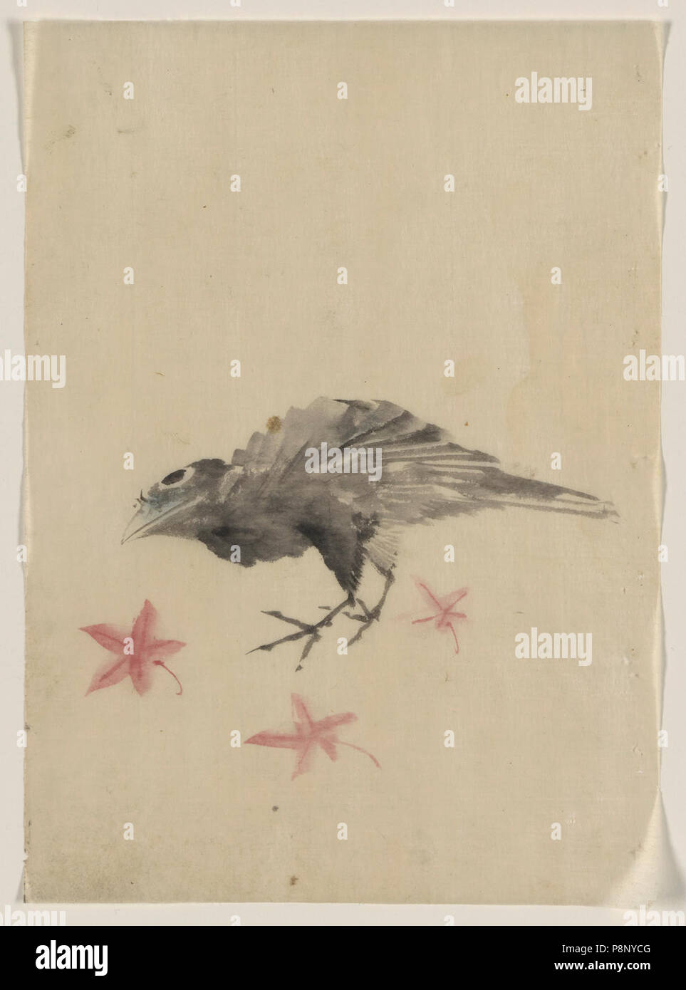 Raven looking to the left hi-res stock photography and images - Alamy