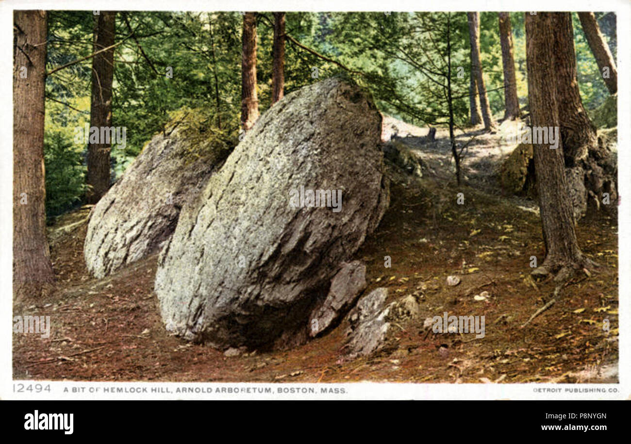 A Bit of Hemlock Hill, Arnold Arboretum Stock Photo - Alamy