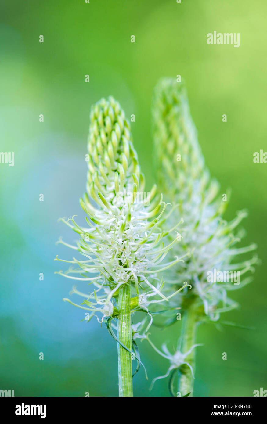 Spiked rampion hi-res stock photography and images - Alamy