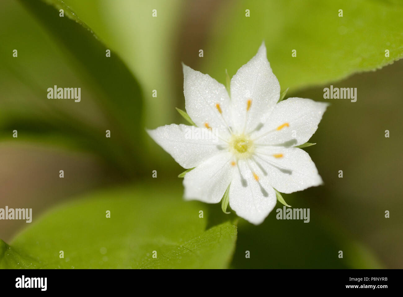 An close-up of the flower of Starflower (Trientalis borealis Stock ...