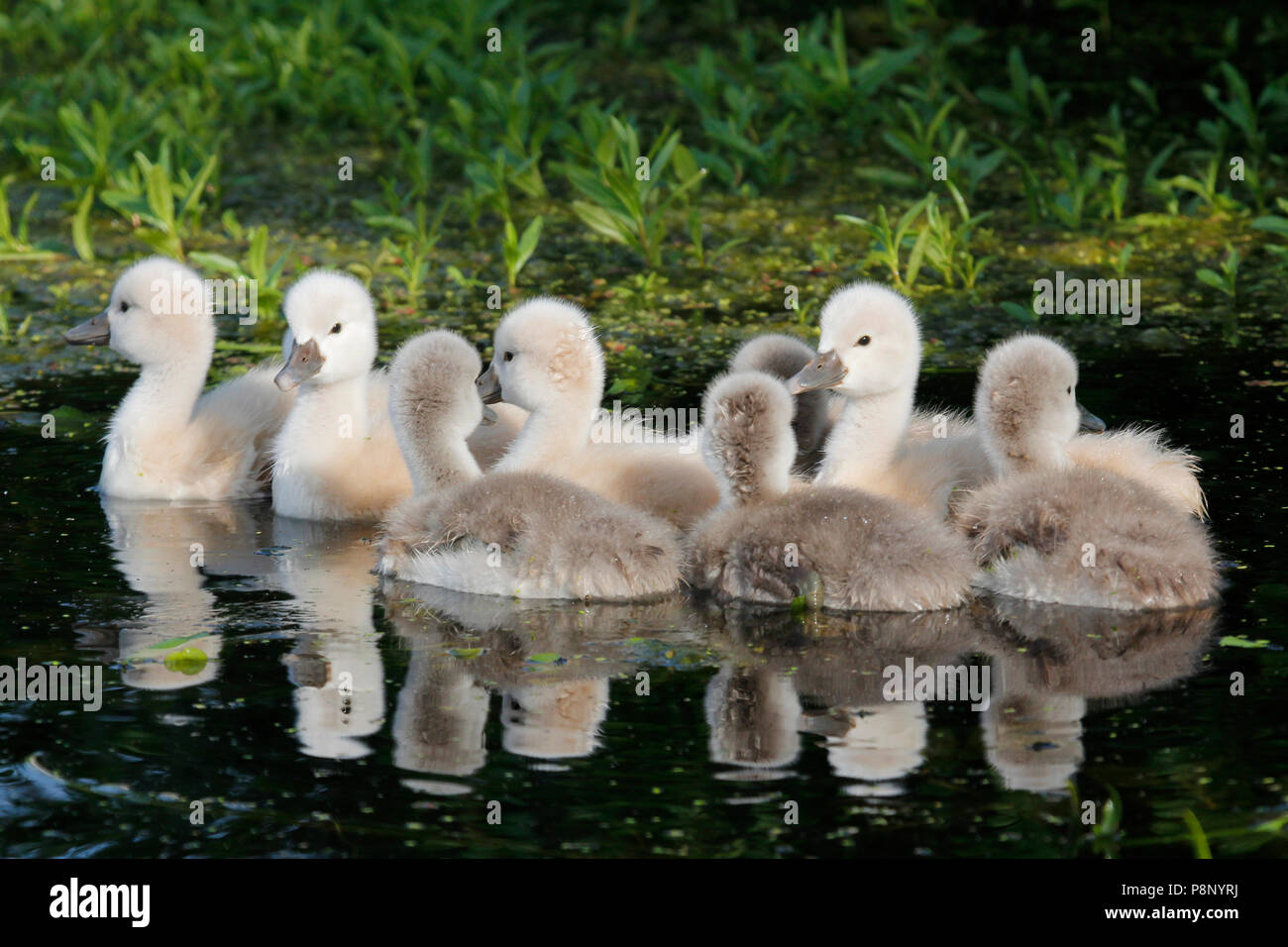 Eight cygnets hi-res stock photography and images - Alamy