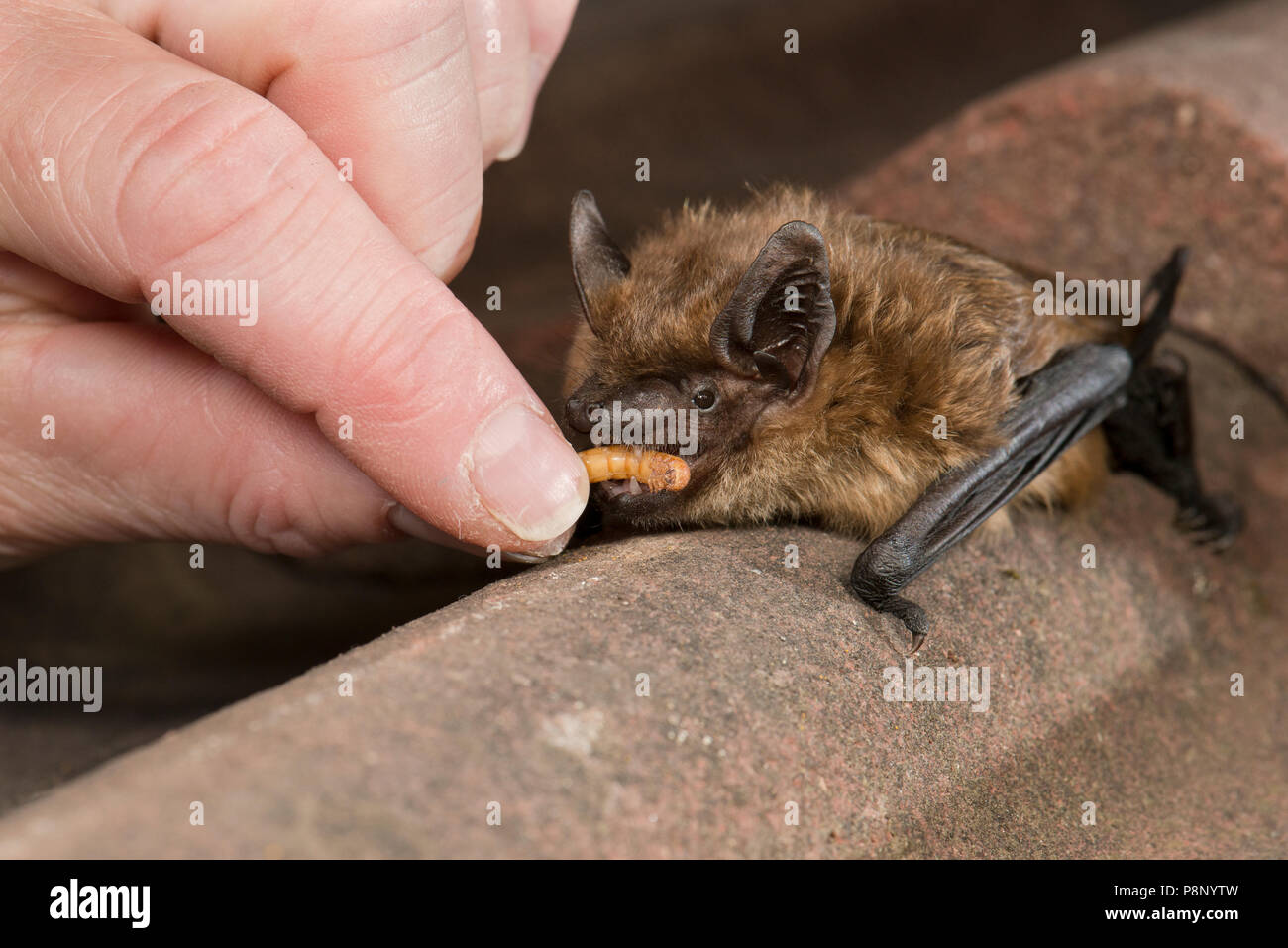 Serotine bat hand hi-res stock photography and images - Alamy