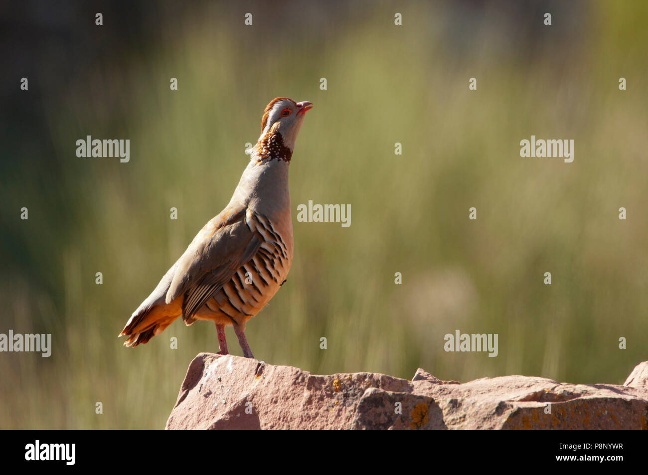 Rock partridge hi-res stock photography and images - Alamy