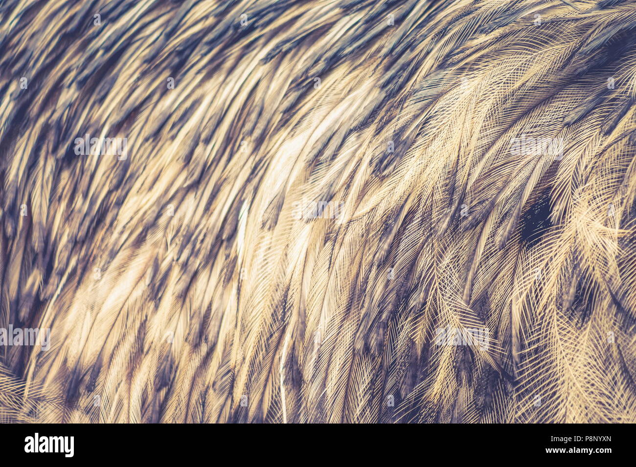 Close up abstract background image of Emu Feathers Stock Photo - Alamy