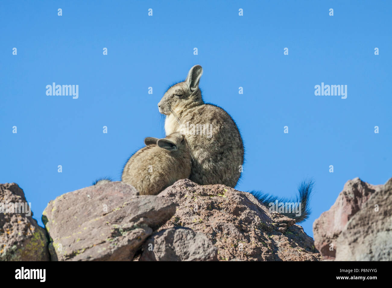 Southern Viscacha (Lagidium viscacia) nursing Stock Photo - Alamy