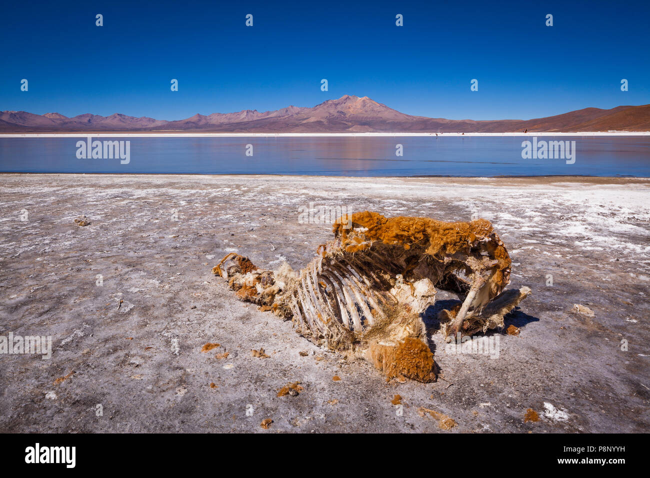 The bones of a dead Vicuna (Vicugna vicugna) on the shore of the frozen ...