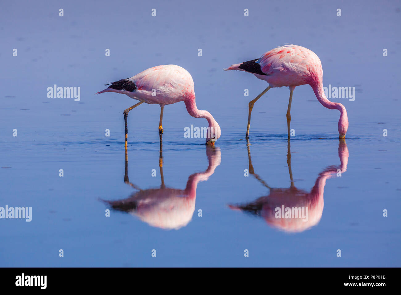 Two Andean Flamingo's (Phoenicoparrus andinus) foraging in salt lake ...