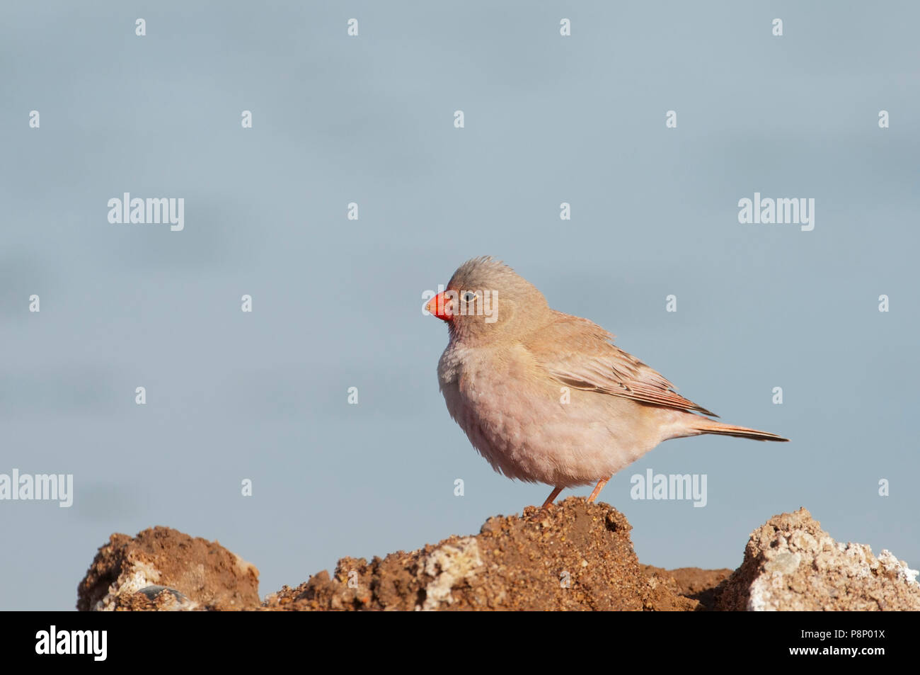 Trumpeterfinch hi-res stock photography and images - Alamy