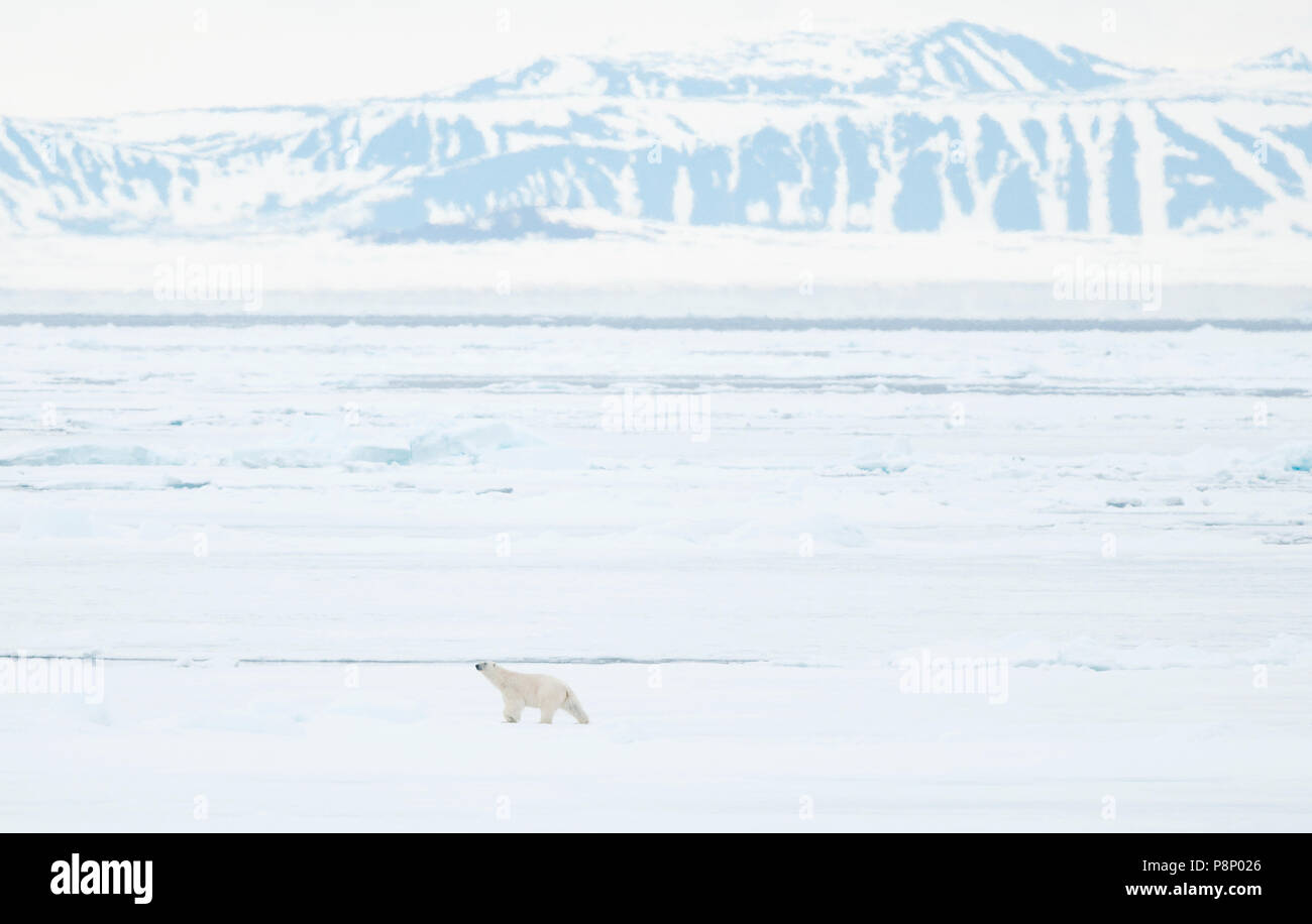 Polar Bear in its icy environment Stock Photo - Alamy