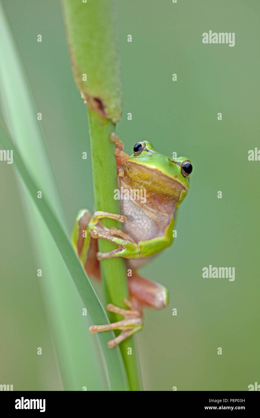 Frog green hyla arborea animal hi-res stock photography and images - Alamy