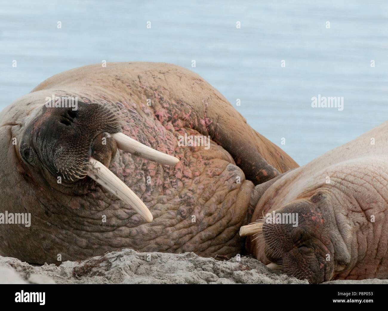 Walruses on the beach Stock Photo - Alamy