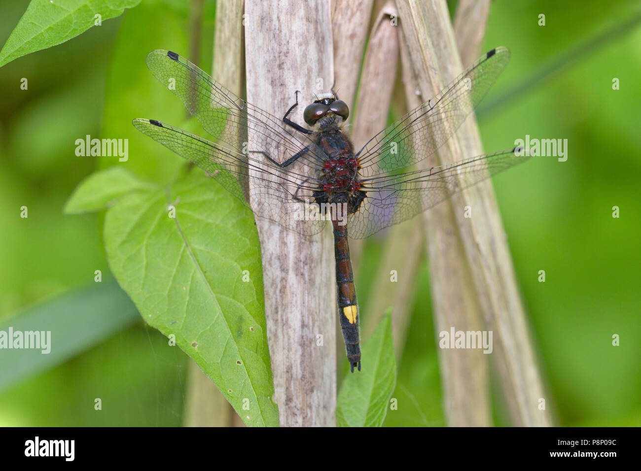Rare insect hi-res stock photography and images - Alamy