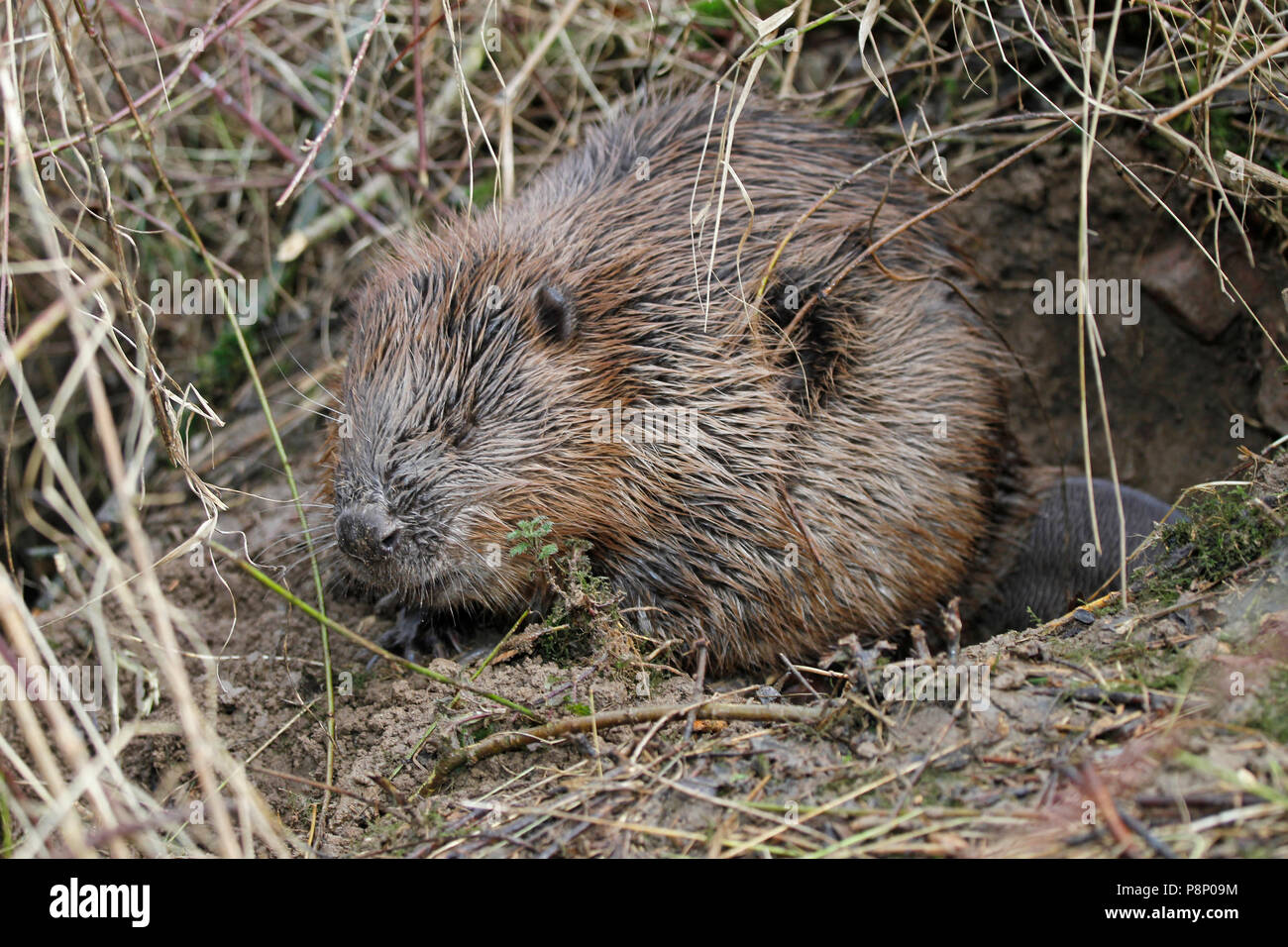 Eurasian Beavers Stock Photos & Eurasian Beavers Stock Images - Alamy