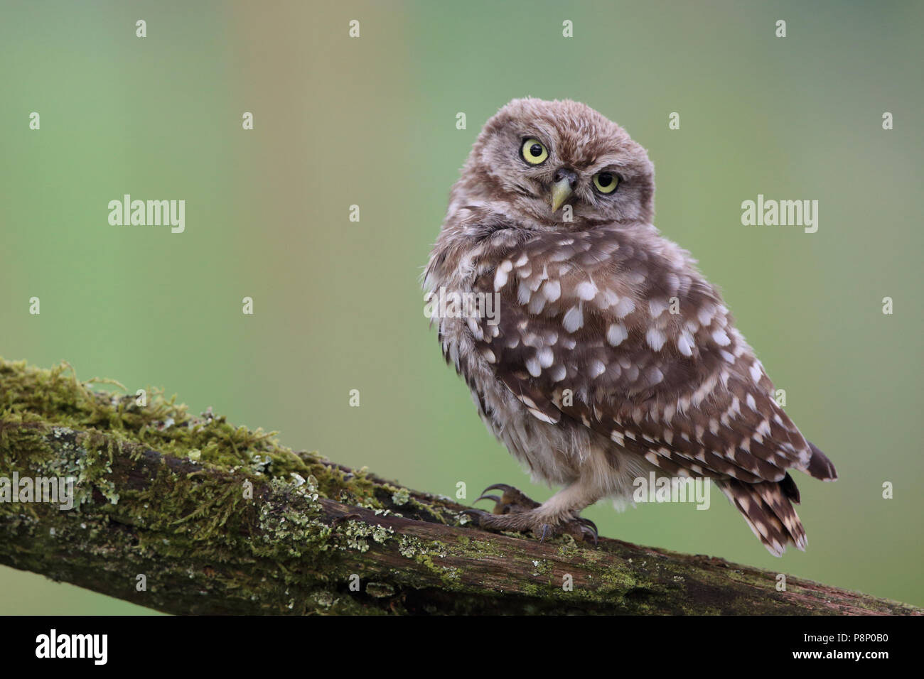 Little owl young hi-res stock photography and images - Alamy