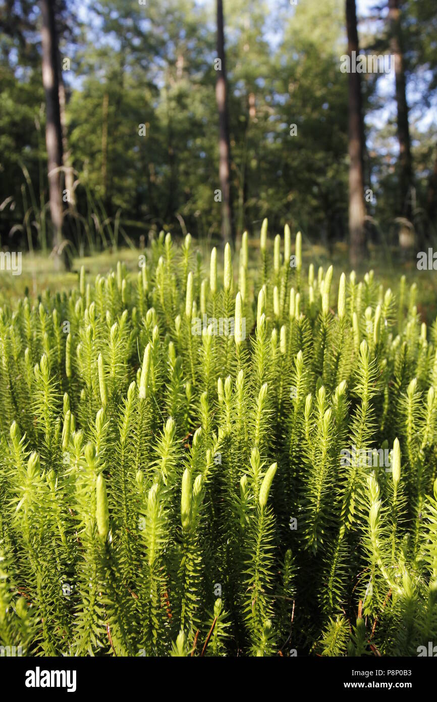 Lycopodium hi-res stock photography and images - Alamy