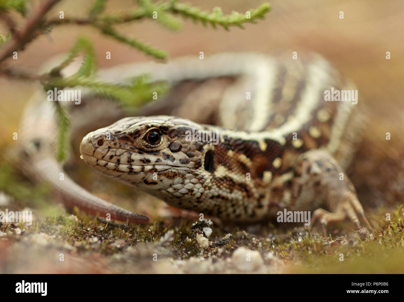 Portrait of a female Sand Lizard Stock Photo - Alamy