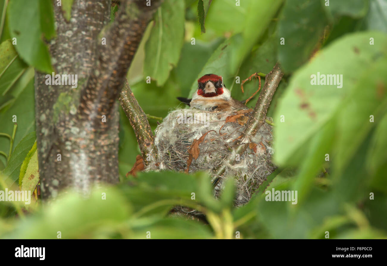 Goldfinch on nest Stock Photo - Alamy