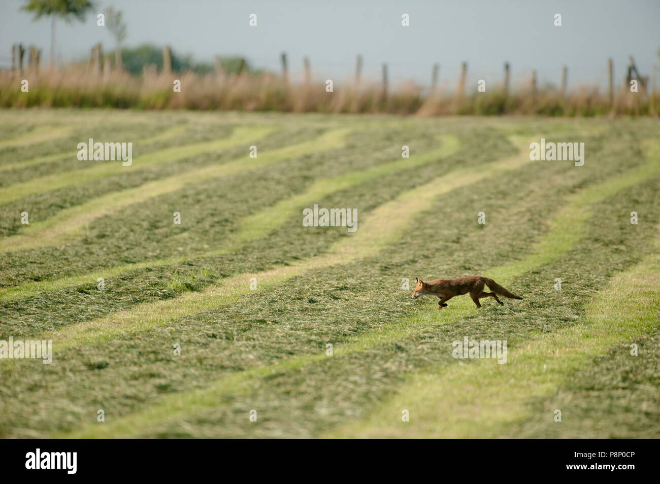 red fox hunting voles in a freshly cut meadow Stock Photo - Alamy