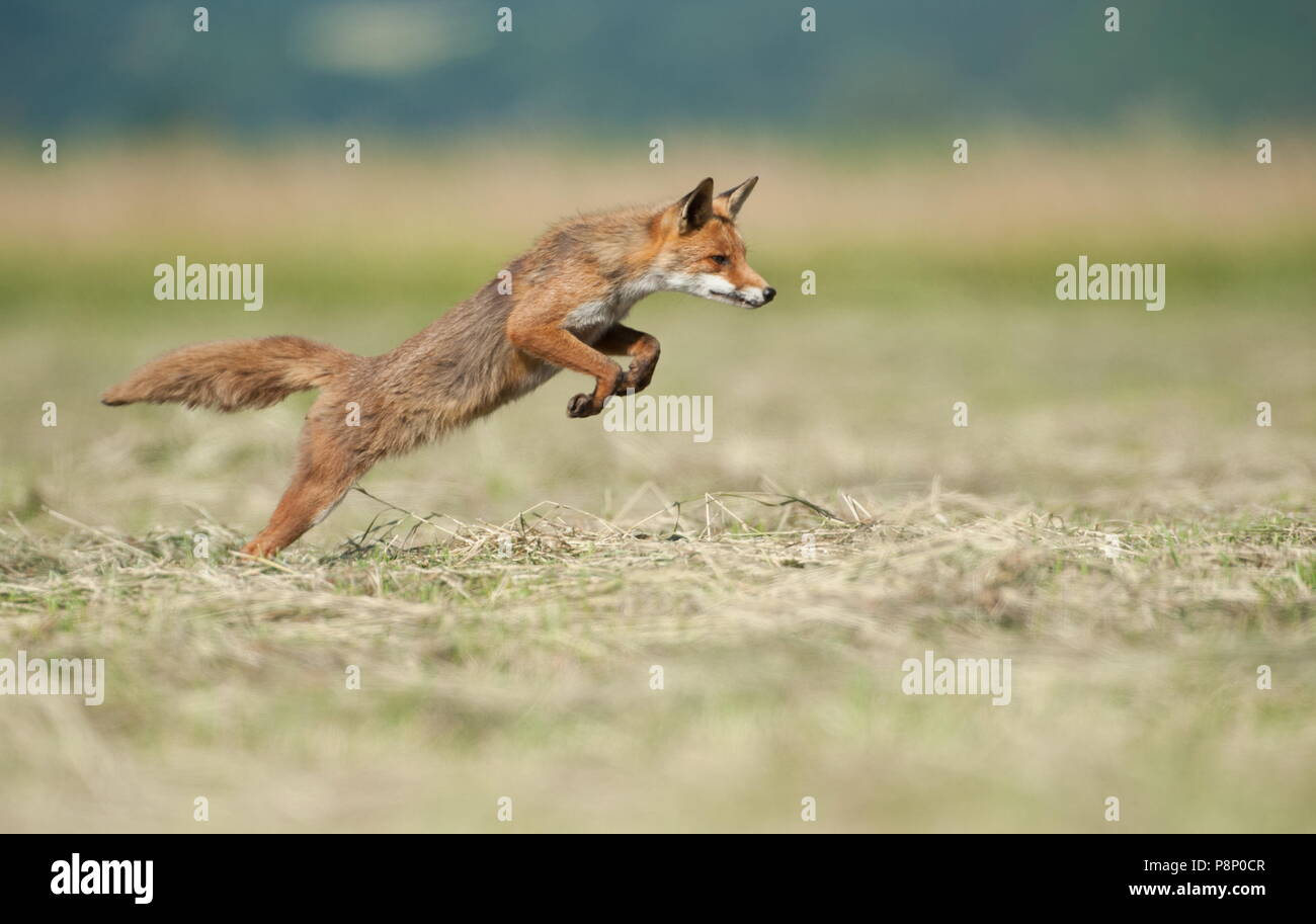 Fox hunt jump hi-res stock photography and images - Alamy