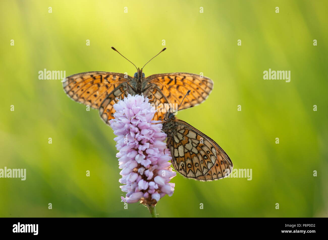 Bog fritillary hi-res stock photography and images - Alamy