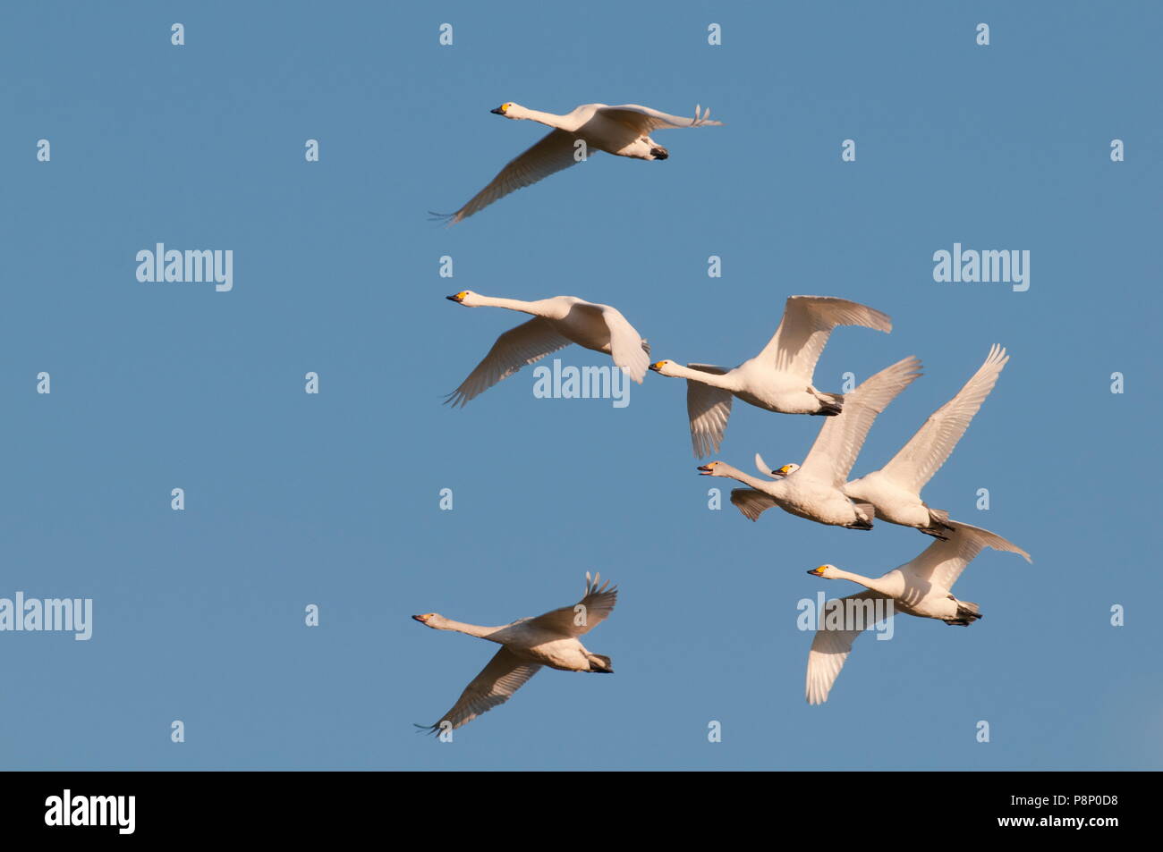 Tundra swans flying hi-res stock photography and images - Alamy