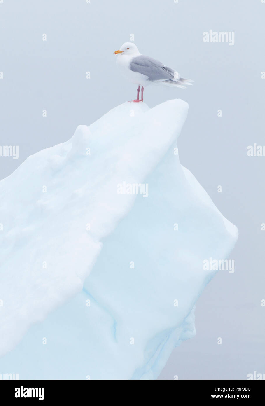 Arctic avifauna hi-res stock photography and images - Alamy