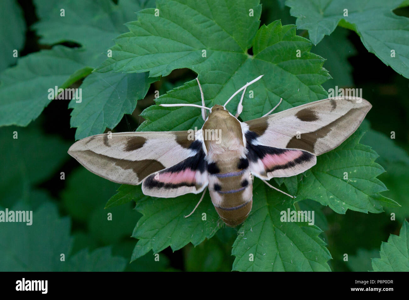 Mediterranean Hawk-moth (Hyles nicaea Stock Photo - Alamy